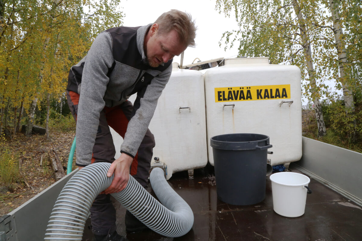 ”Nyt on pärjättävä omillaan!” – kuhanpoikaset uivat Saimaaseen ...